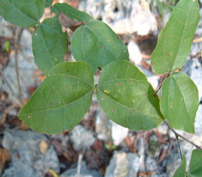 Bauhinia divaricata / Bull Hoof